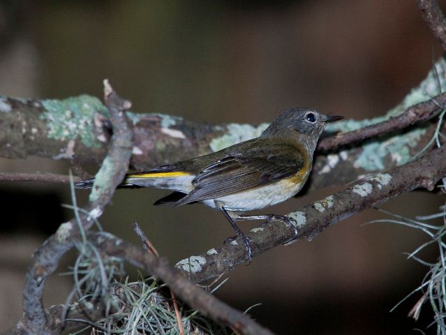 American Redstart