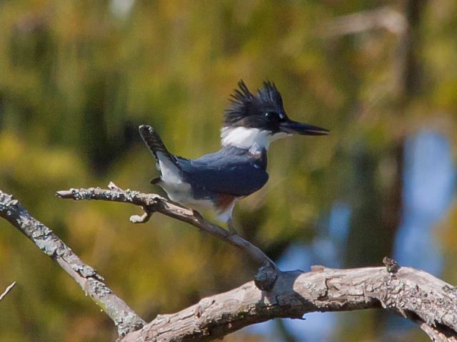 Belted Kingfisher