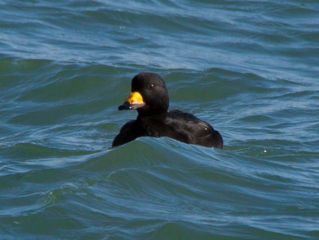 Black Scoter