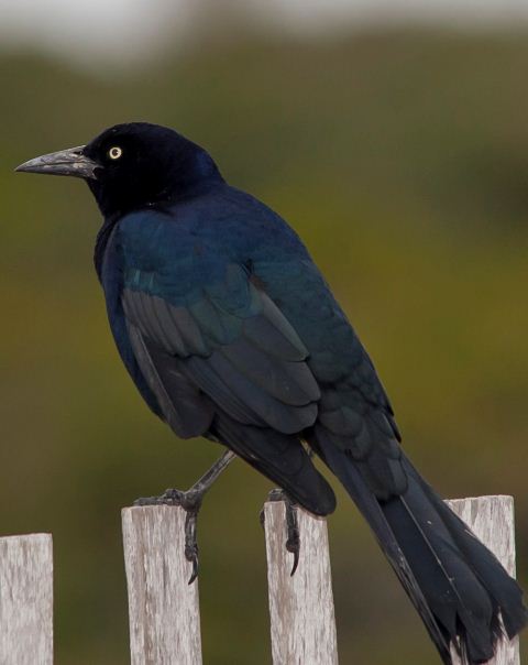 Boat-tailed Grackle