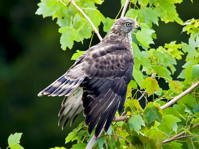 Broad-winged Hawk