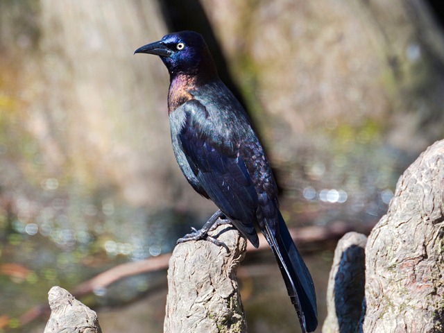 Common Grackle
