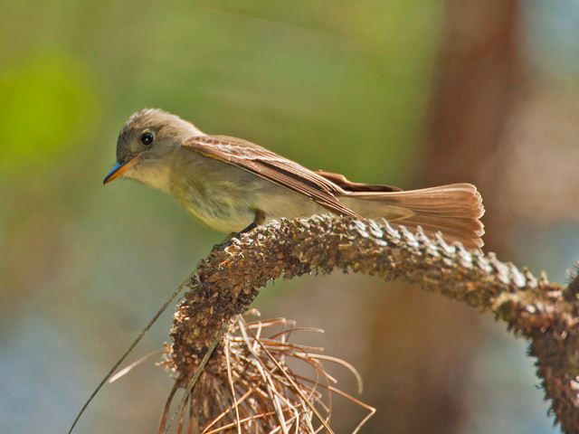 Eastern Wood-Pewee