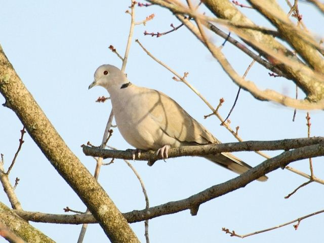 Eurasian Collared-Dove