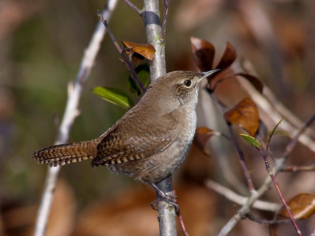 House Wren