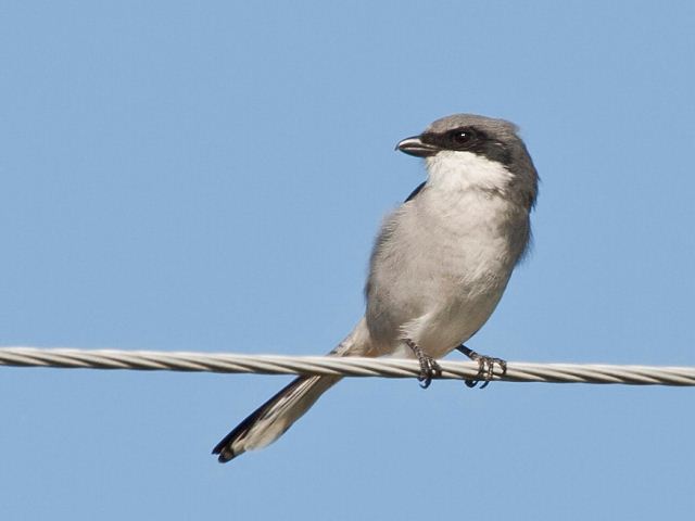 Loggerhead Shrike
