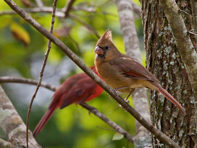 Northern Cardinals