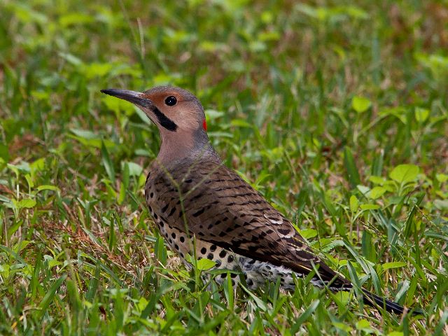 Northern Flicker