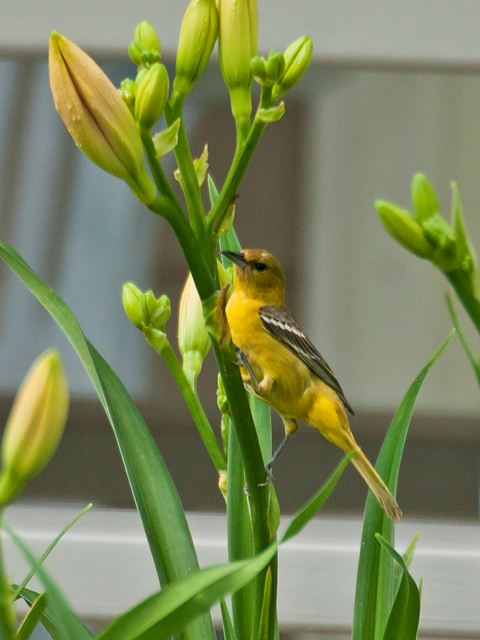 Orchard Orioles