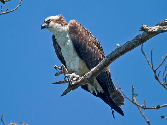Osprey