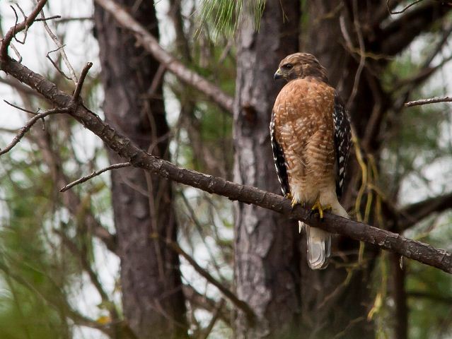 Red-shouldered Hawk