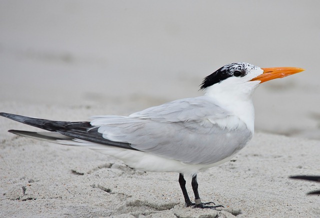 Royal Tern