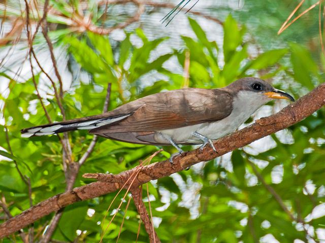 Yellow-billed Cuckoo