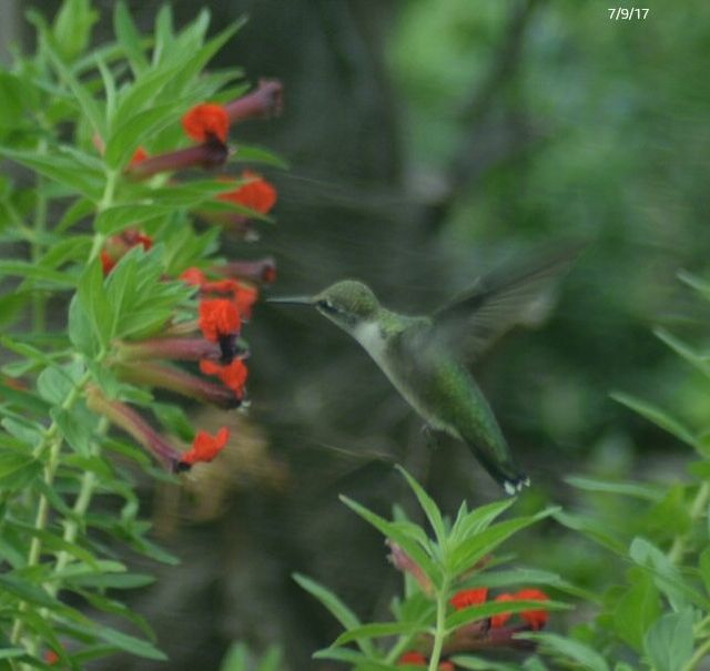 Ruby-throated Hummingbird