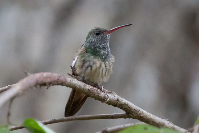 Buff-bellied Hummingbird