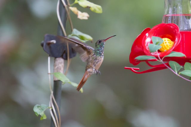 Buff-bellied Hummingbird