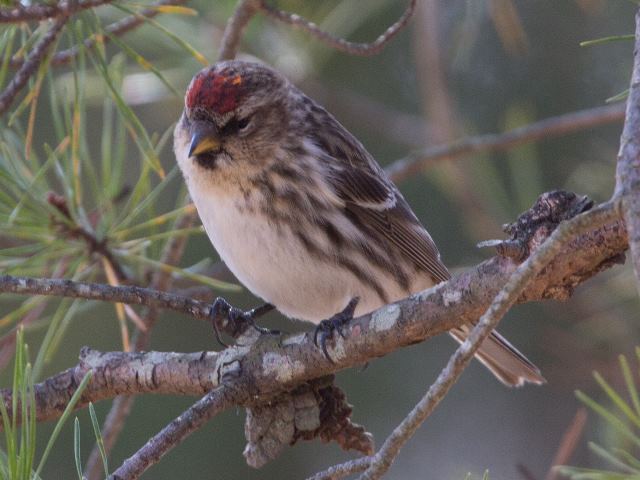 Redpoll