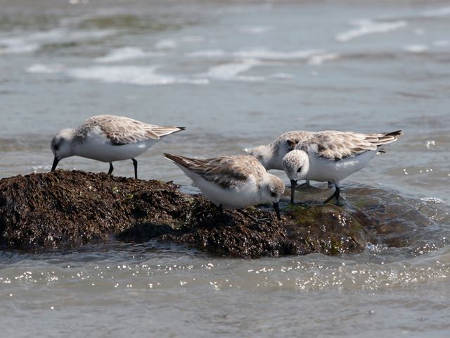 Sanderlings