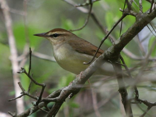 Swainson's Warbler