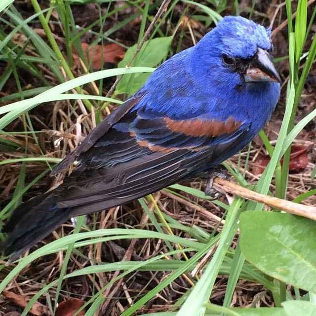 Blue Grosbeak