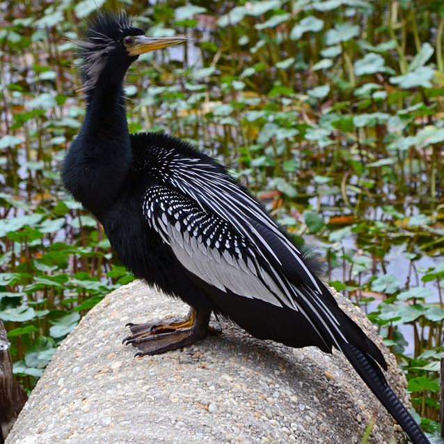 Anhinga