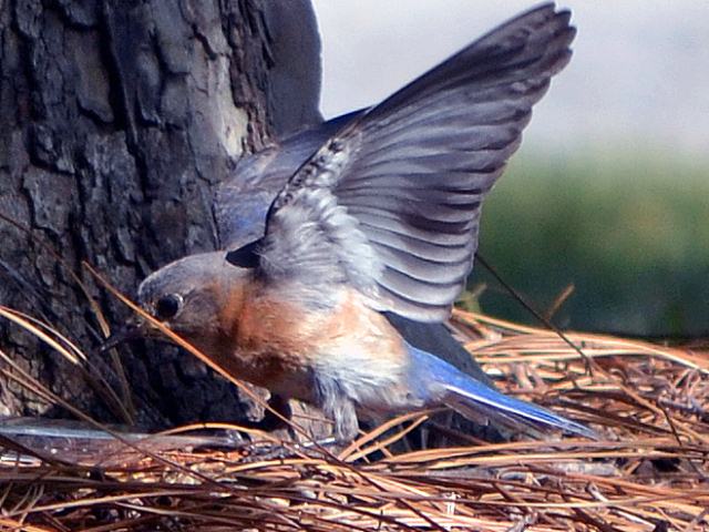 Eastern Bluebird