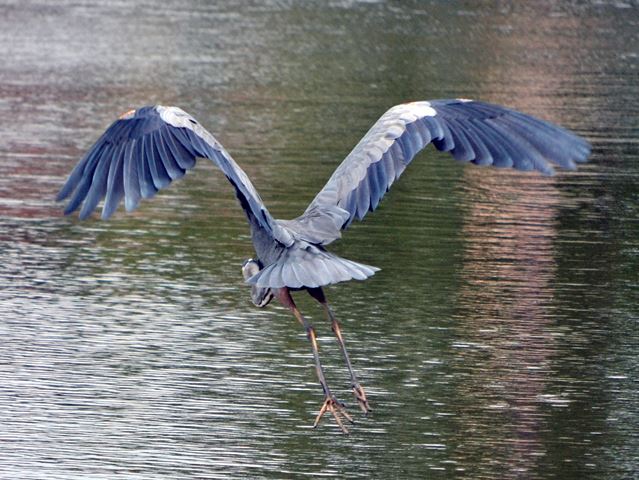 Great Blue Herons