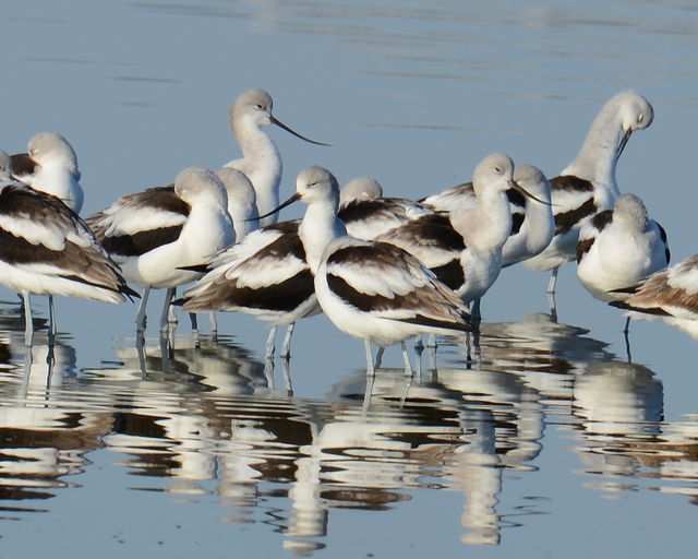 American Avocet