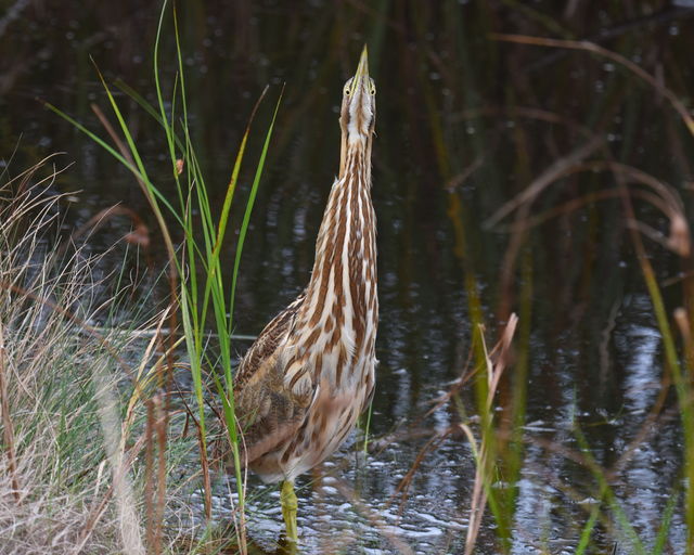 American Bittern