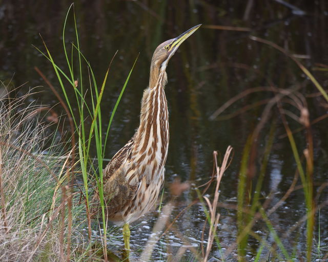 American Bittern