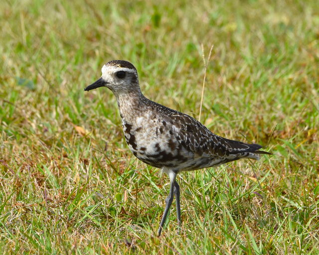American Golden-Plover