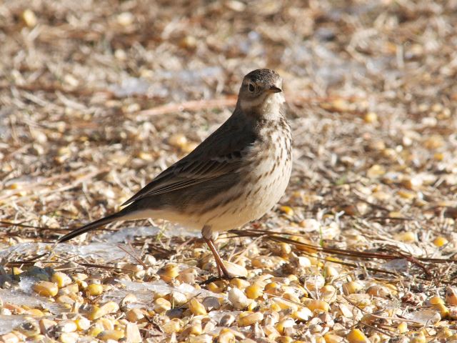 American Pipit
