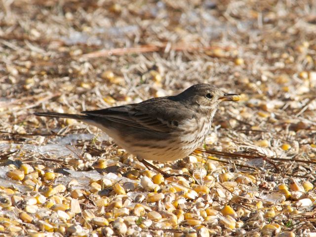 American Pipit