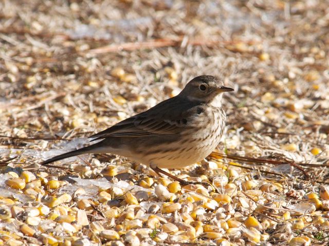 American Pipit