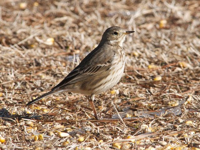 American Pipit