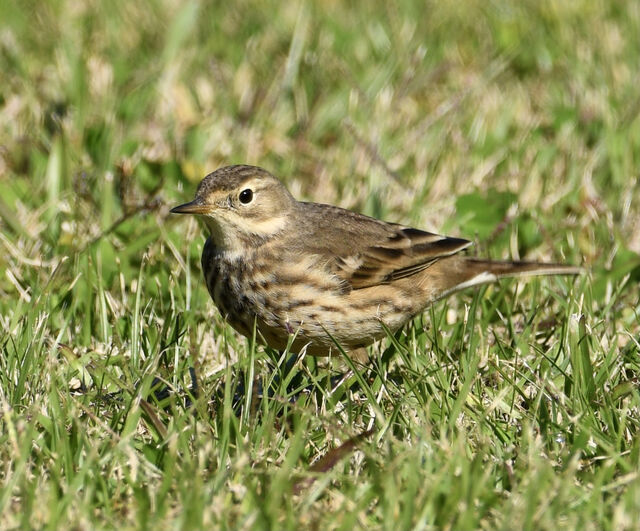 American Pipit