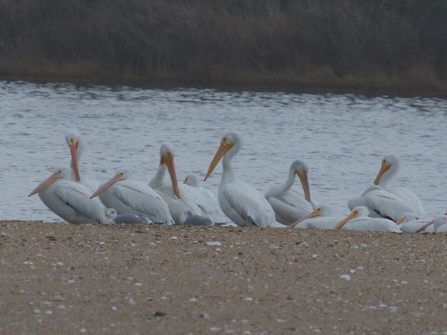 American White Pelicans