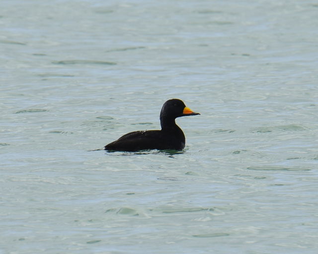 Black Scoter