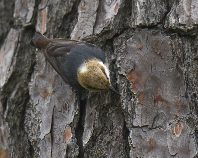 Brown-headed Nuthatch