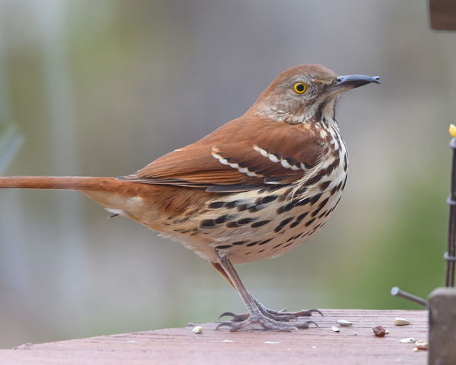 Brown Thrasher