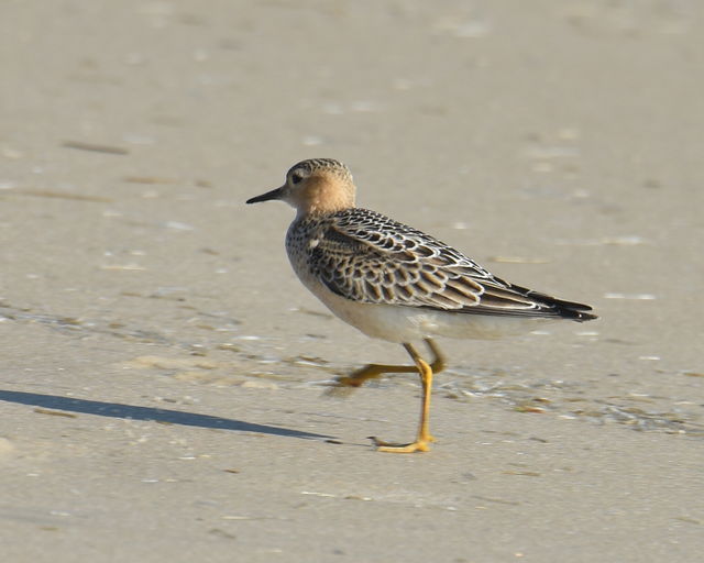 Buff-breasted Sandpiper