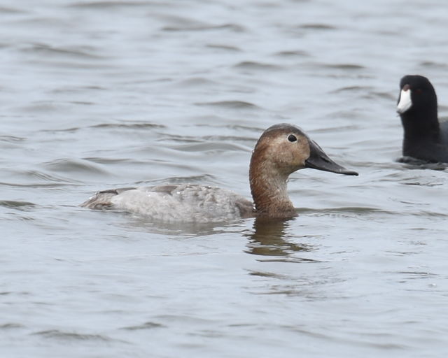 Canvasback