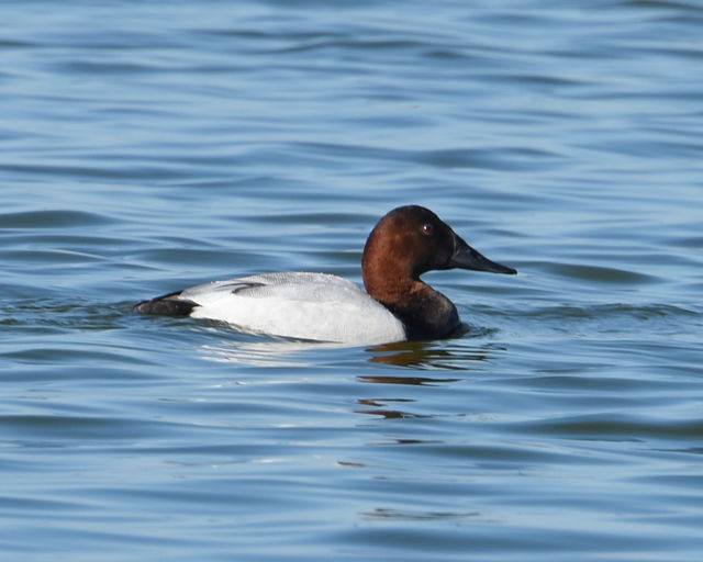Canvasback