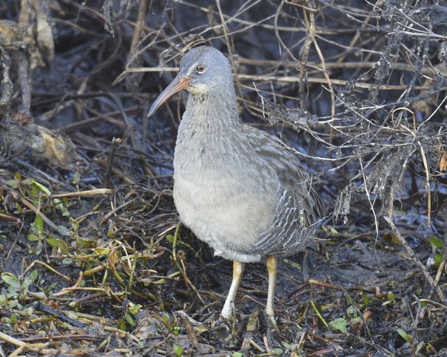 Clapper Rail