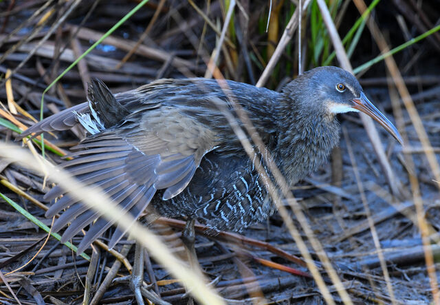 Clapper Rail