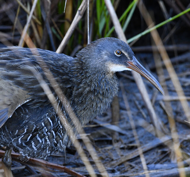 Clapper Rail