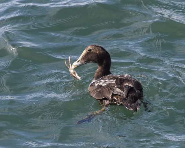 Common Eider
