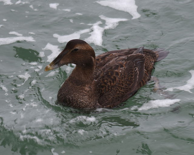 Common Eider