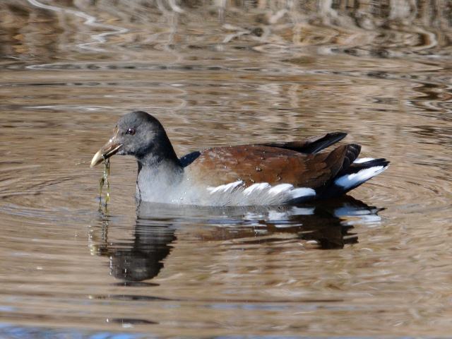Common Gallinule