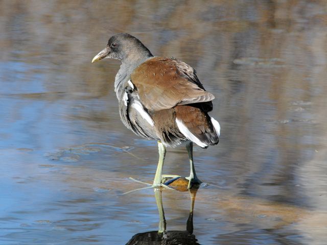 Common Gallinule